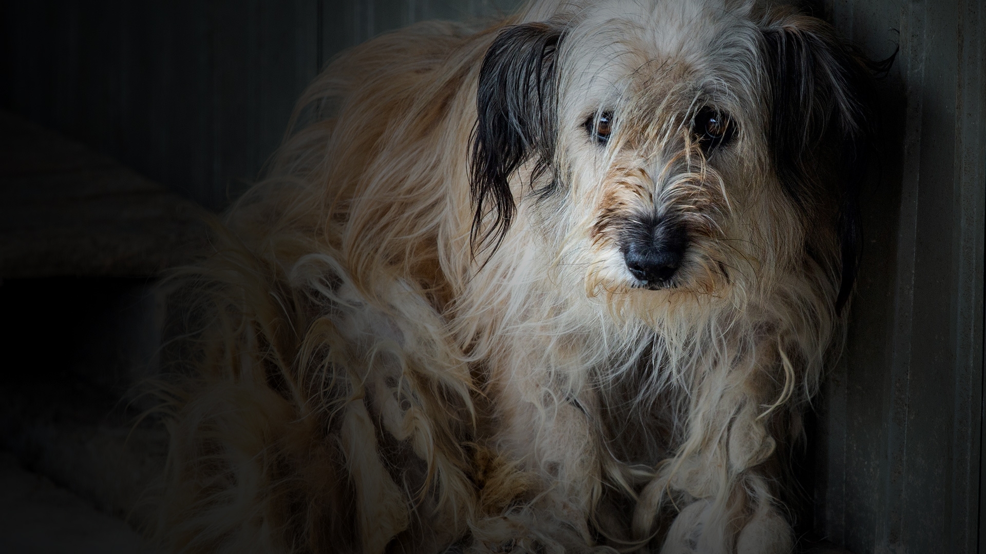 Devenez gardien QUATRE PATTES